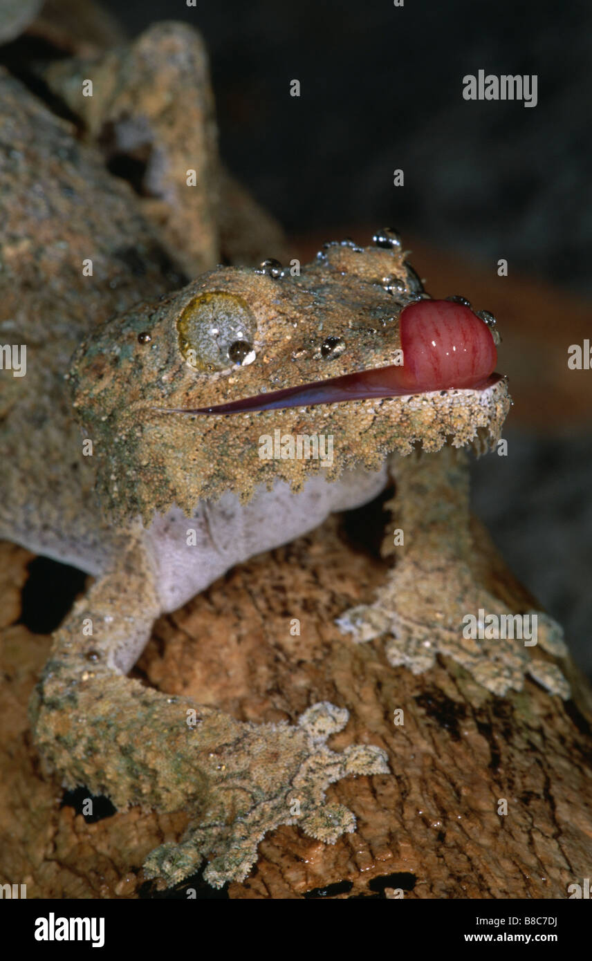 Funny geckos hi-res stock photography and images - Alamy