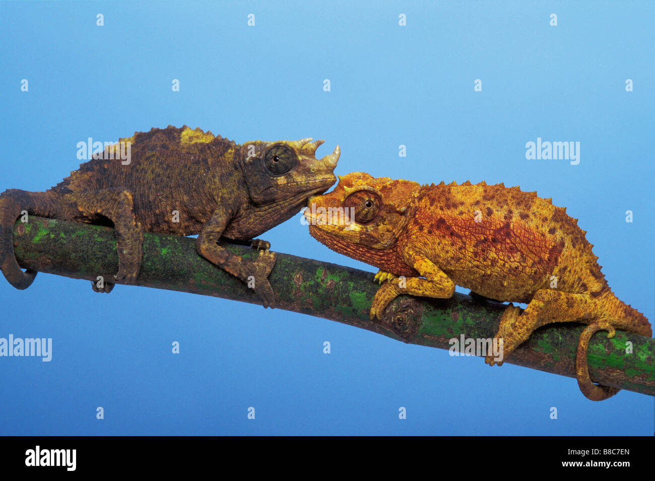 Two Chameleons High Resolution Stock Photography and Images - Alamy