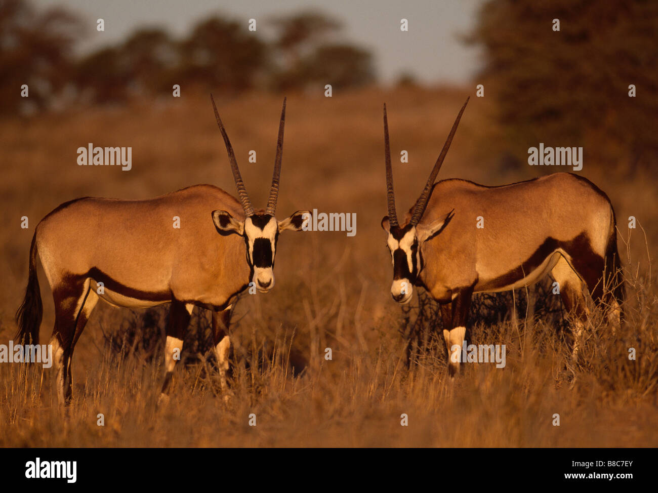 Gemsbok and pair hi-res stock photography and images - Alamy