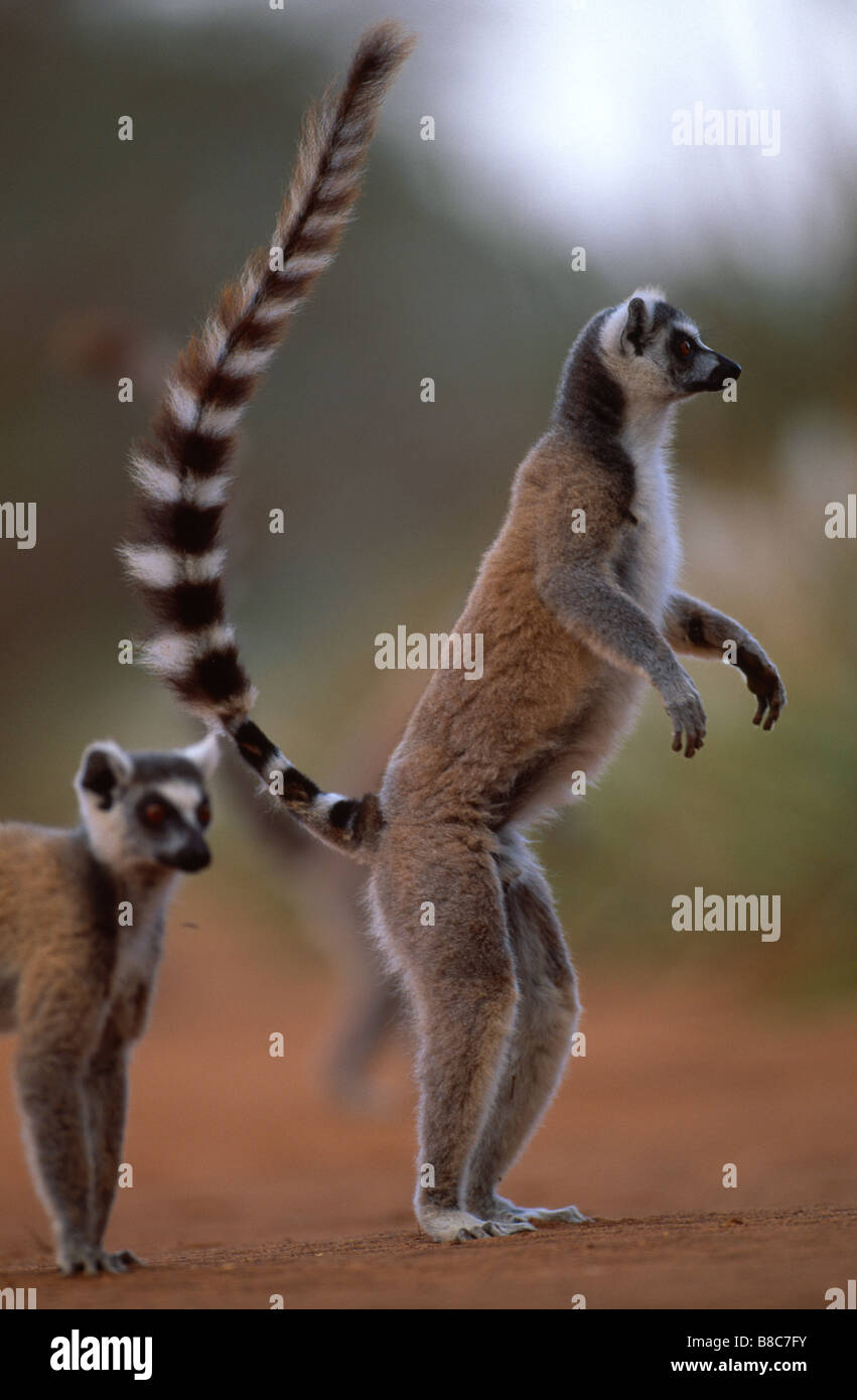 Ring tailed lemur lemur catta standing hi-res stock photography and ...