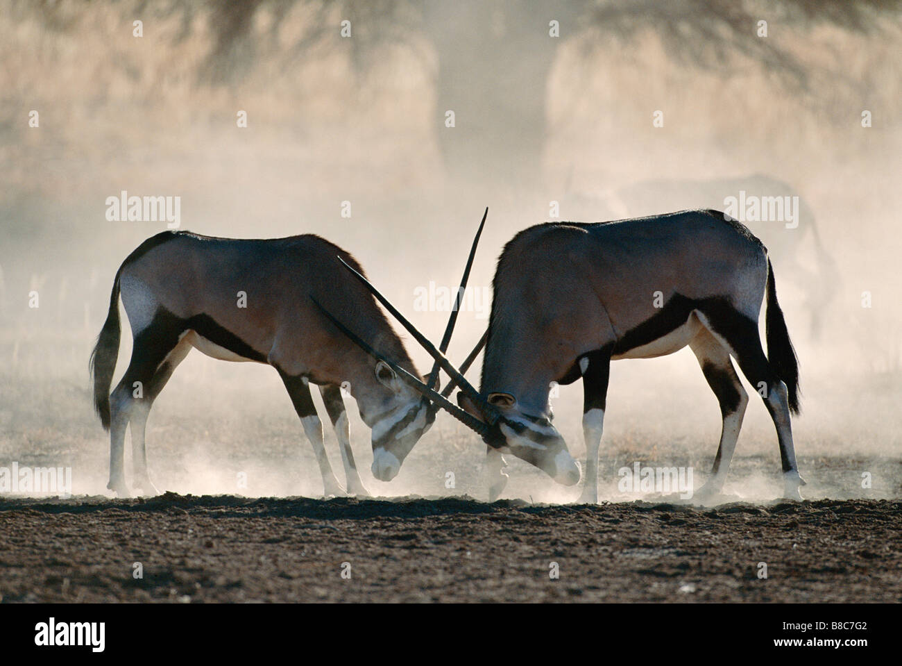 Oryx Gemsbok Fighting Oryx High Resolution Stock Photography and Images ...