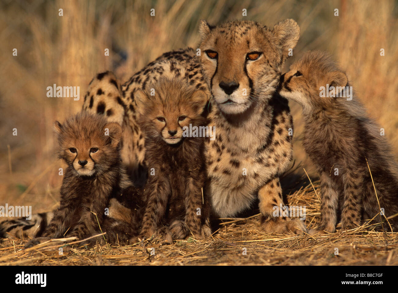 CHEETAH & cubs Stock Photo - Alamy