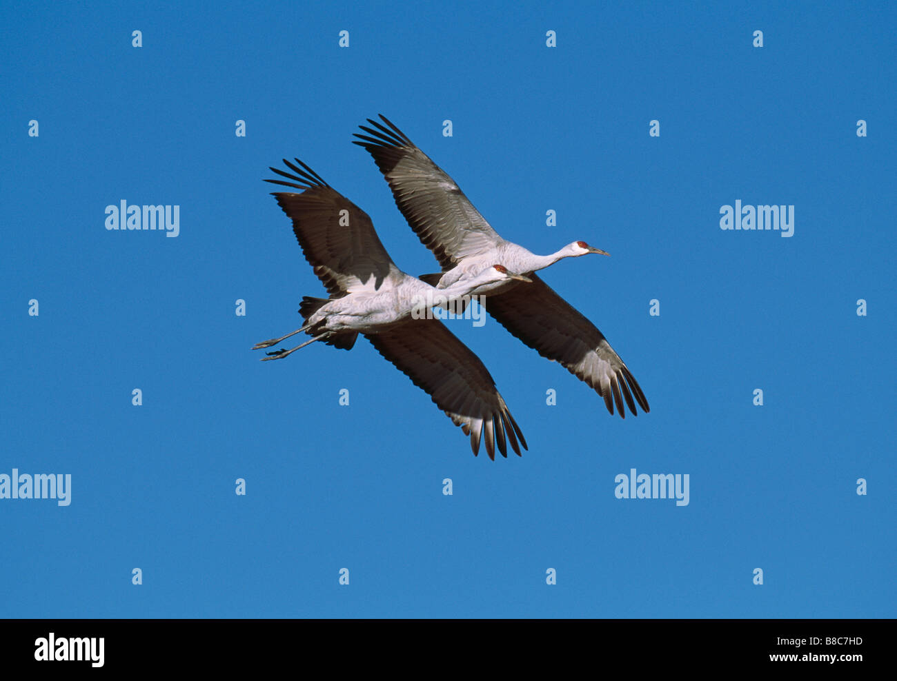 Two american cranes hi-res stock photography and images - Alamy