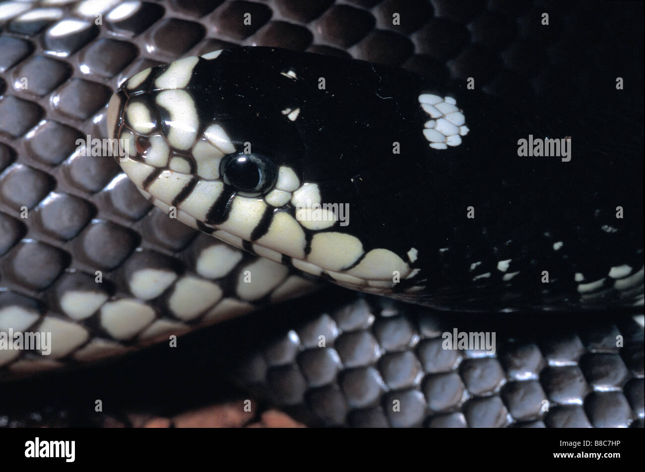 Milk Snake Lampropeltis getula californiae, Colubridae, USA Stock Photo ...