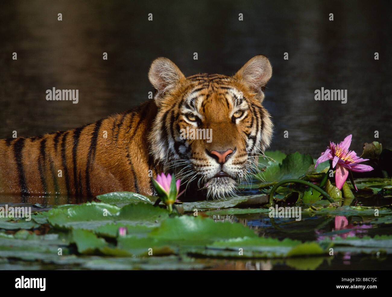 Tiger and water hi-res stock photography and images - Alamy