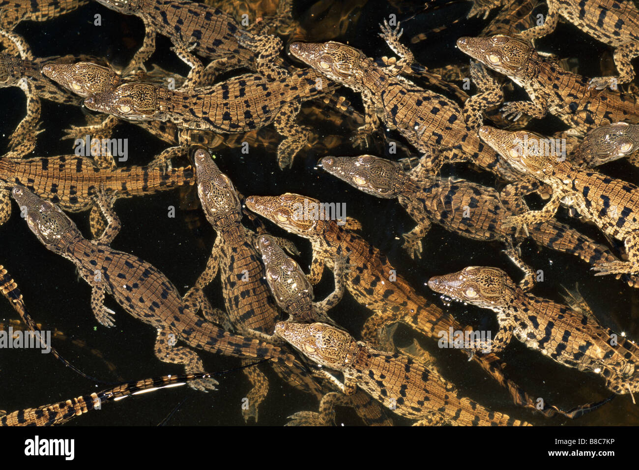 NILE CROCODILE young Stock Photo - Alamy