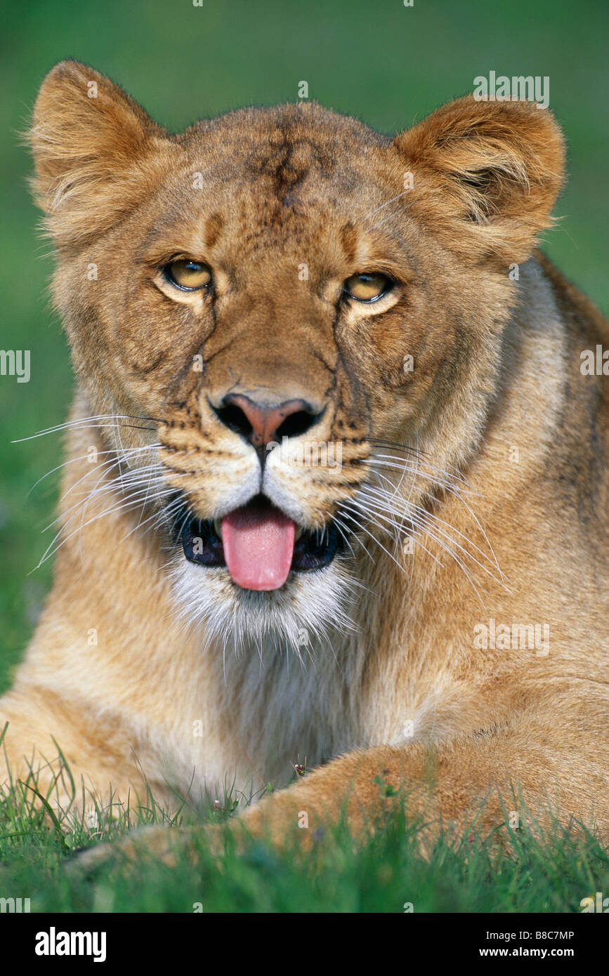 AFRICAN LION female Stock Photo - Alamy