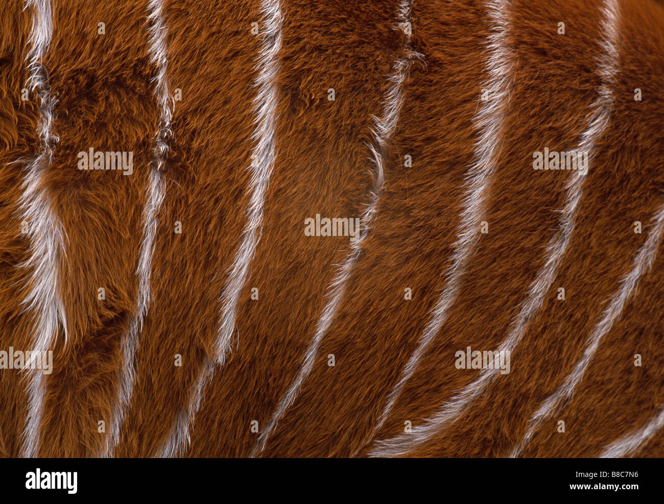 BONGO skin pattern Stock Photo - Alamy