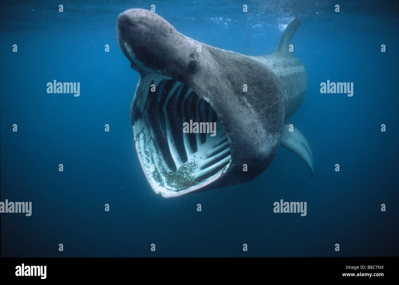 Basking sharks hi-res stock photography and images - Alamy
