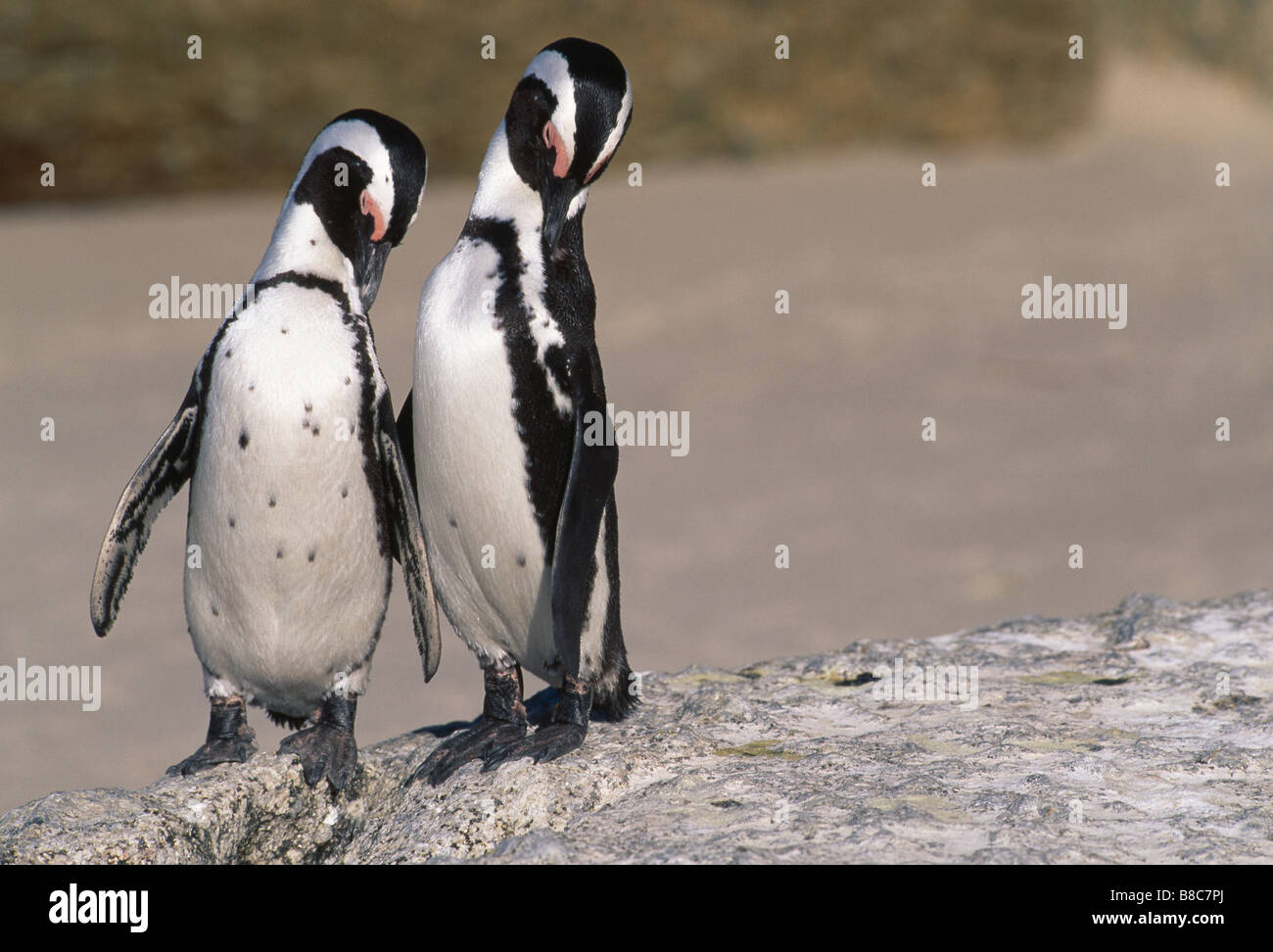 Penguin couples hi-res stock photography and images - Alamy