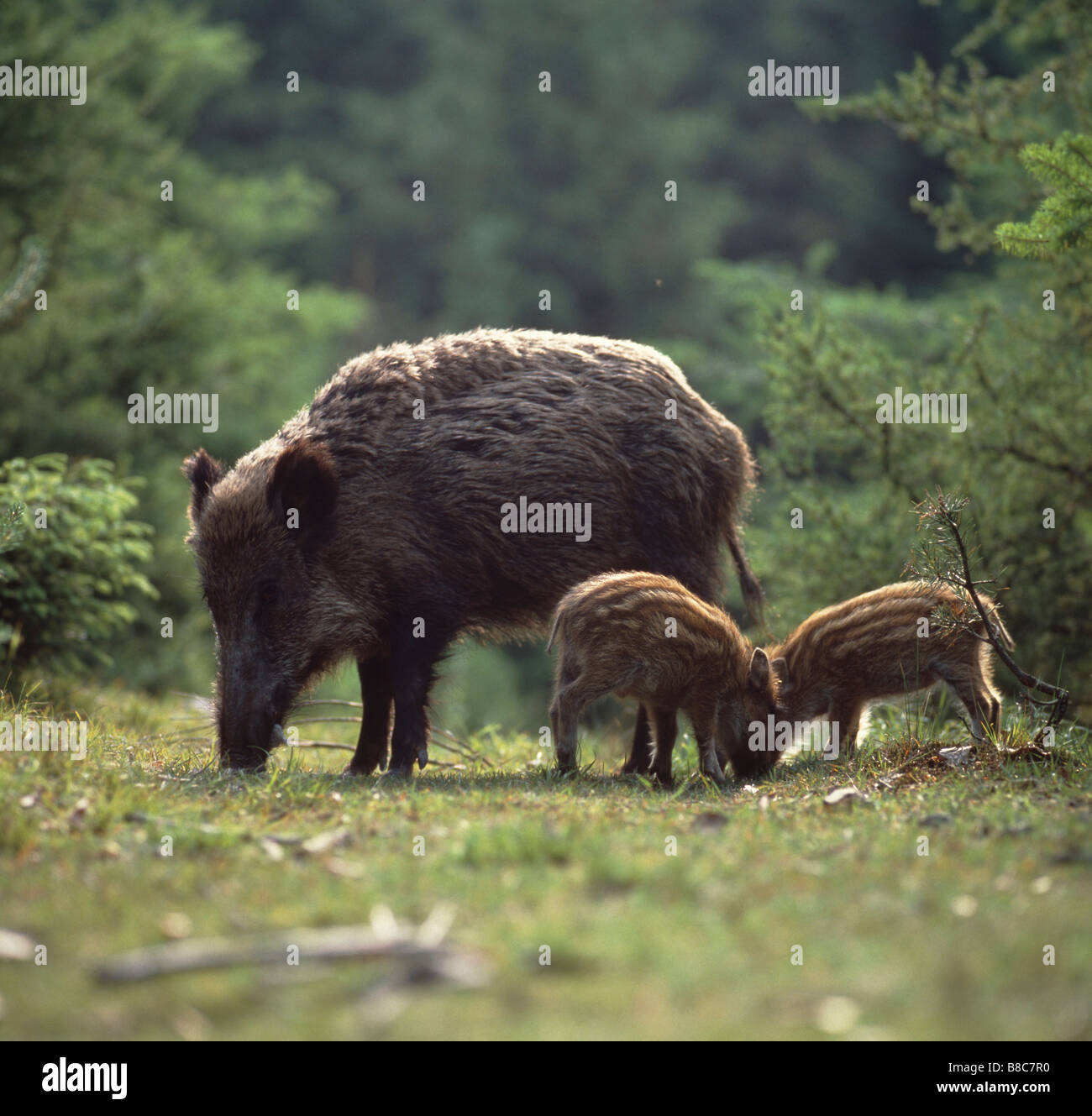 Wild boar family hi-res stock photography and images - Alamy