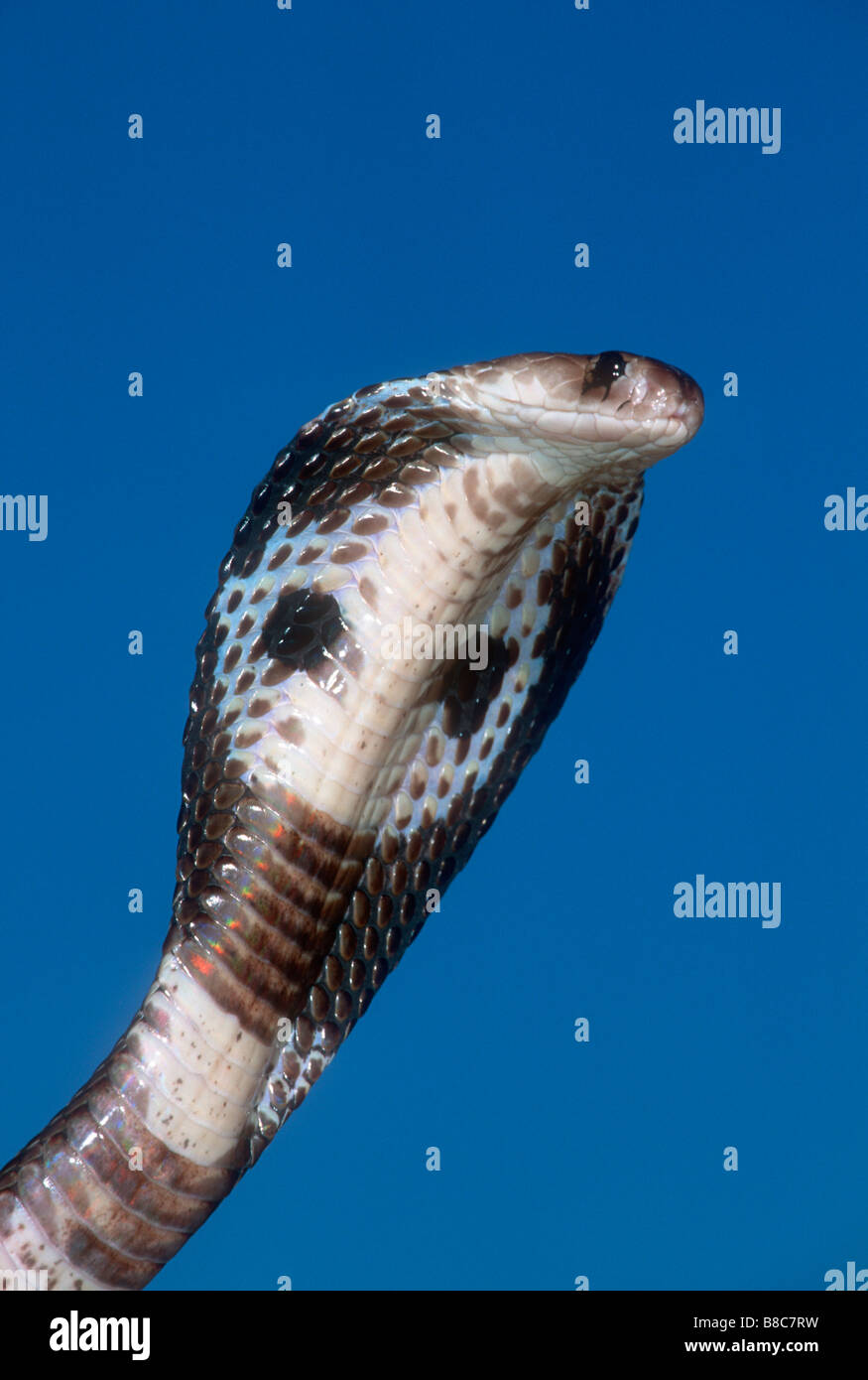 Spectacled snake hi-res stock photography and images - Alamy