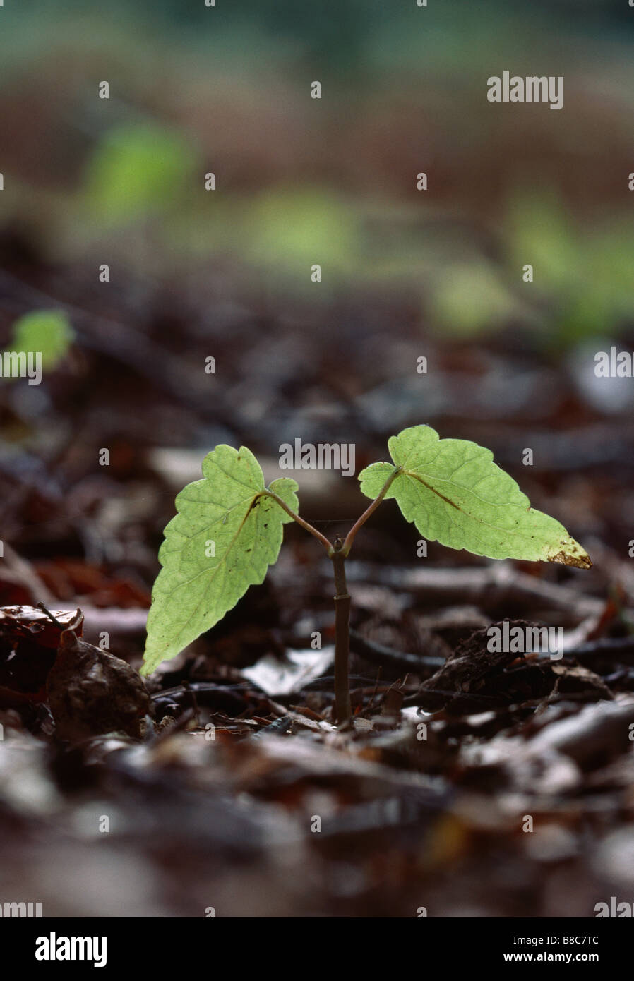 Sycamore seedling hi-res stock photography and images - Alamy