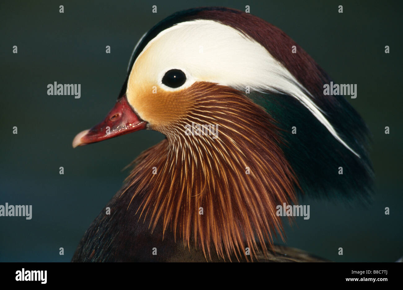 Mandarin duck courtship hi-res stock photography and images - Alamy