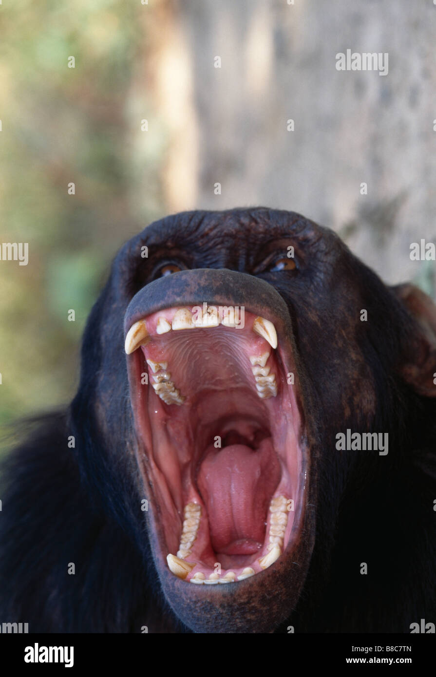 Aggressive chimpanzee hi-res stock photography and images - Alamy