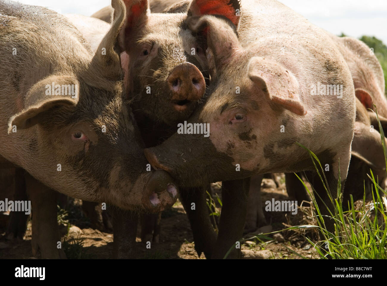 Organically Reared Pigs High Resolution Stock Photography and Images ...