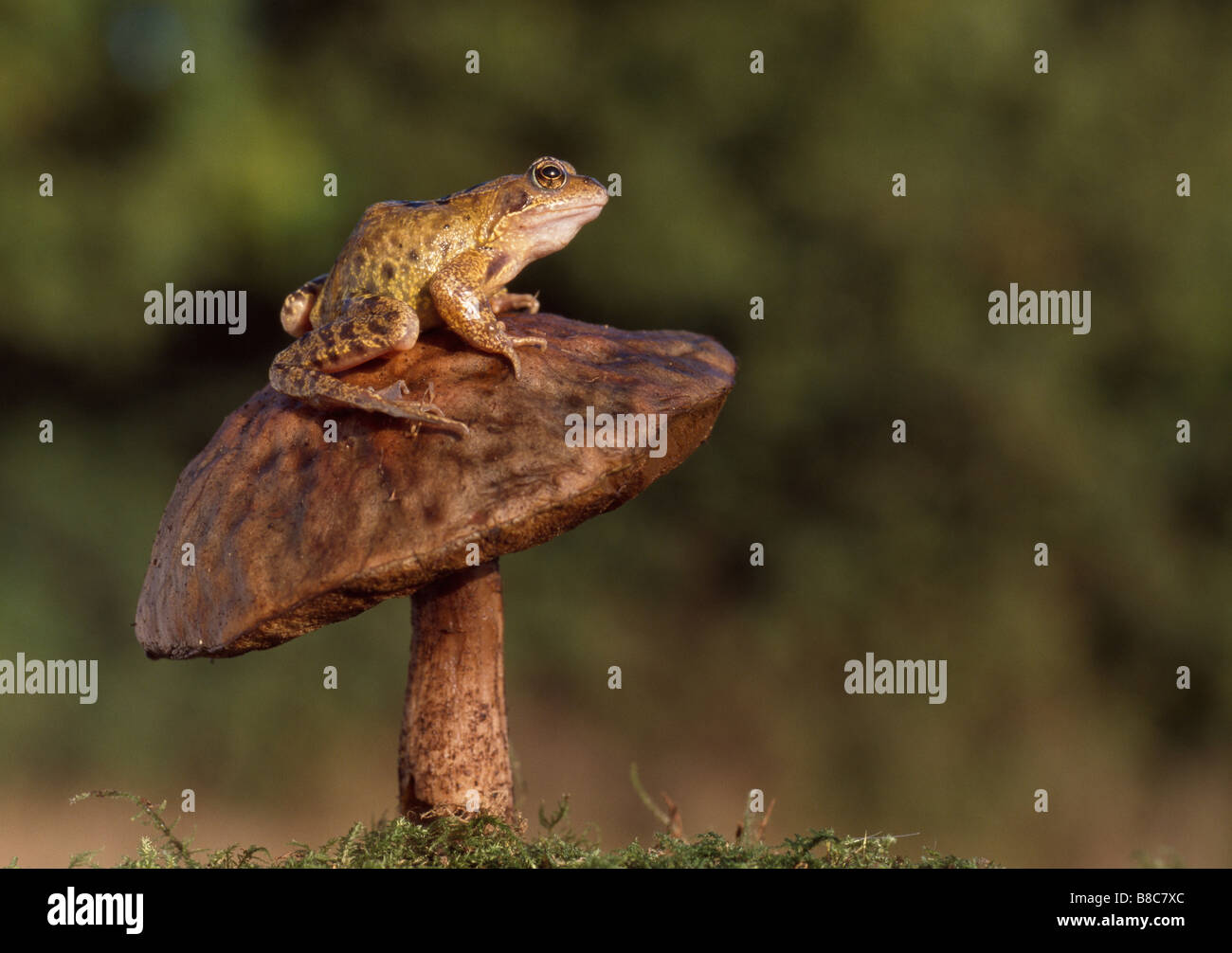 Toadstool frog hi-res stock photography and images - Alamy