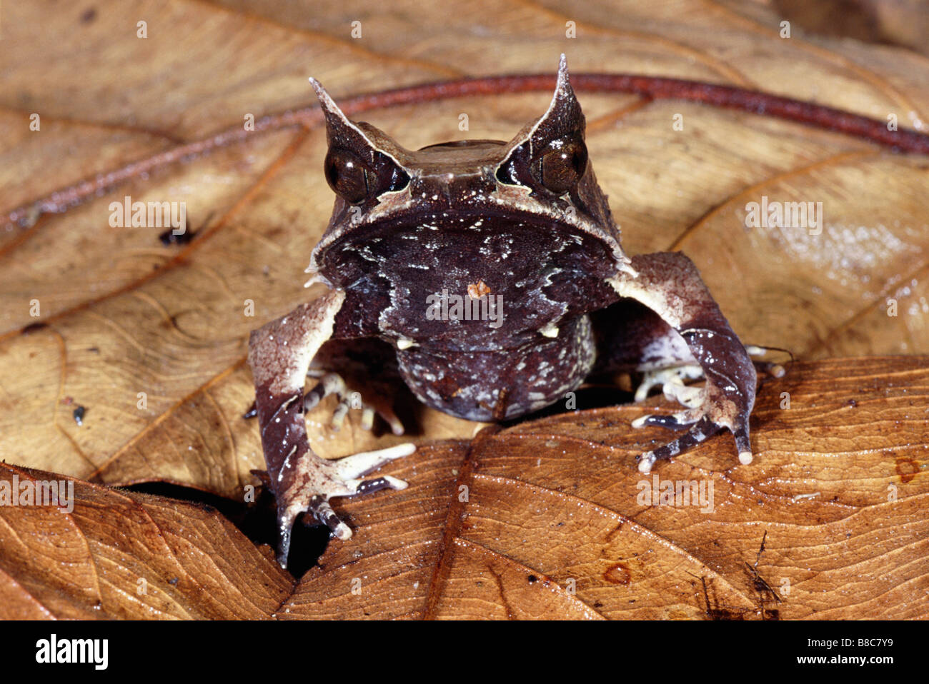 Southeast asian horned frog hi-res stock photography and images - Alamy