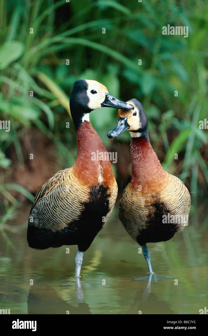 Whitefaced duck hi-res stock photography and images - Alamy