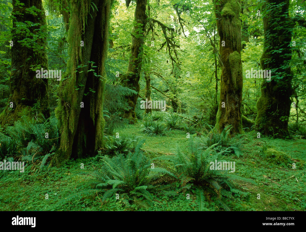 Old growth forest hi-res stock photography and images - Alamy