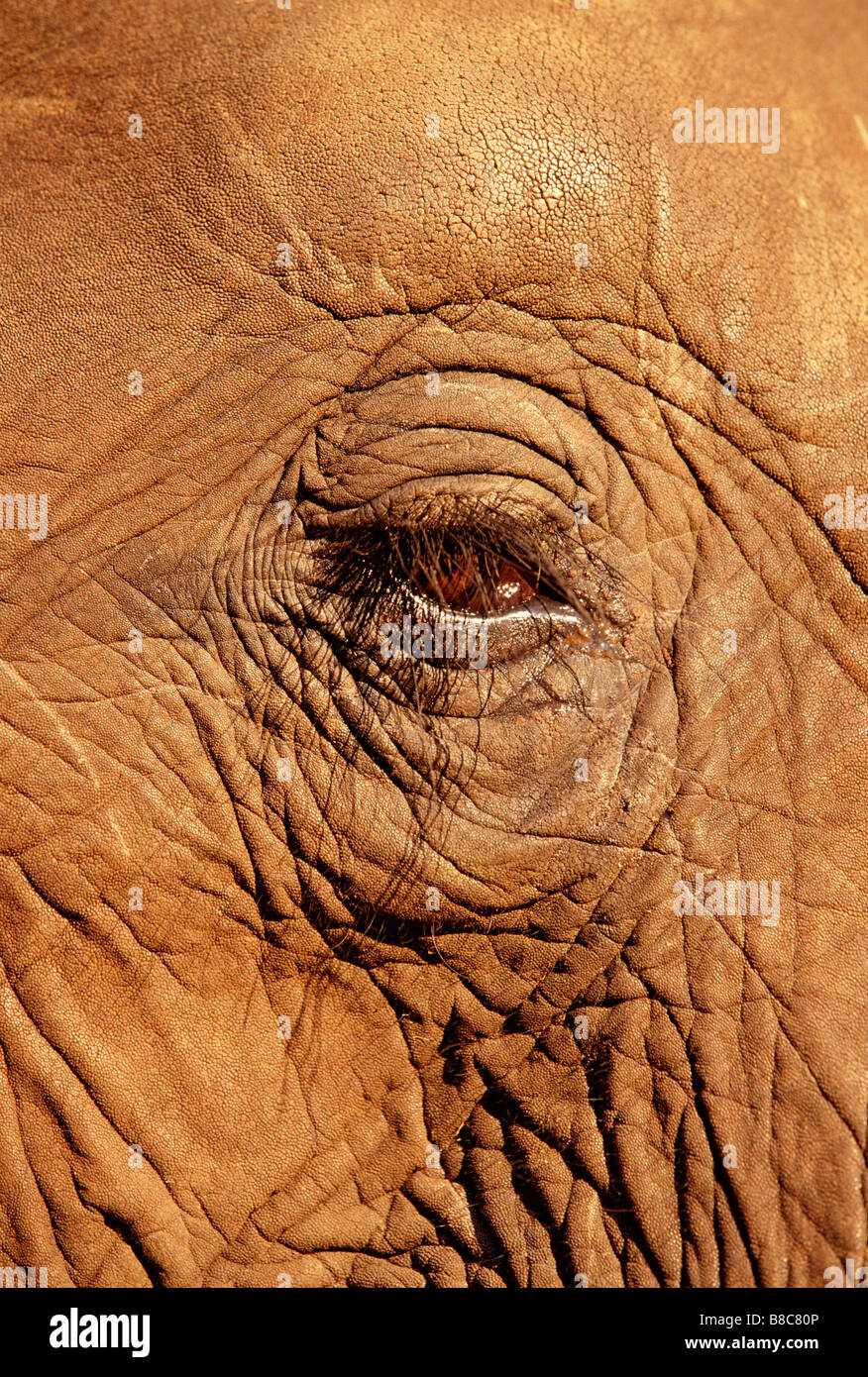 AFRICAN ELEPHANT eye Stock Photo - Alamy