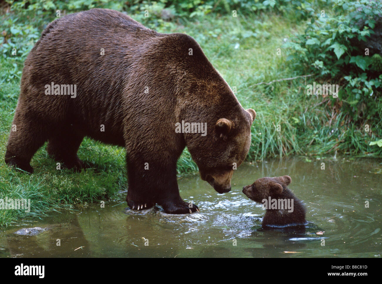 BROWN BEAR & cub Stock Photo - Alamy