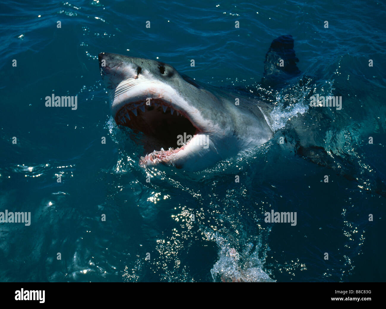 South african great white sharks hi-res stock photography and images ...