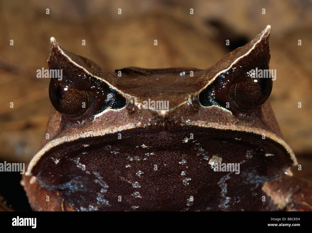 Southeast asian horned frog hi-res stock photography and images - Alamy
