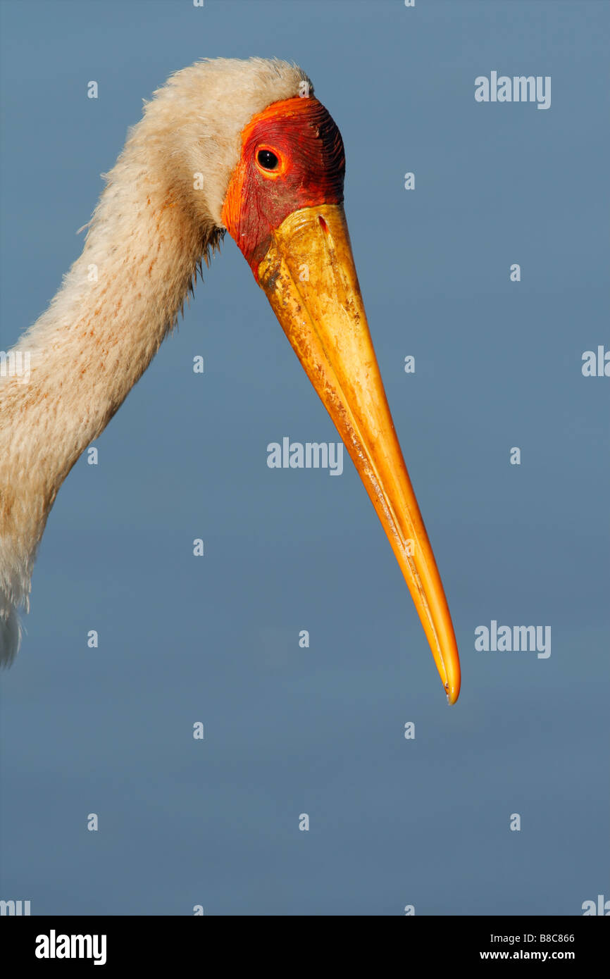 Portrait of a yellow-billed stork (Mycteria ibis), Kruger National Park ...
