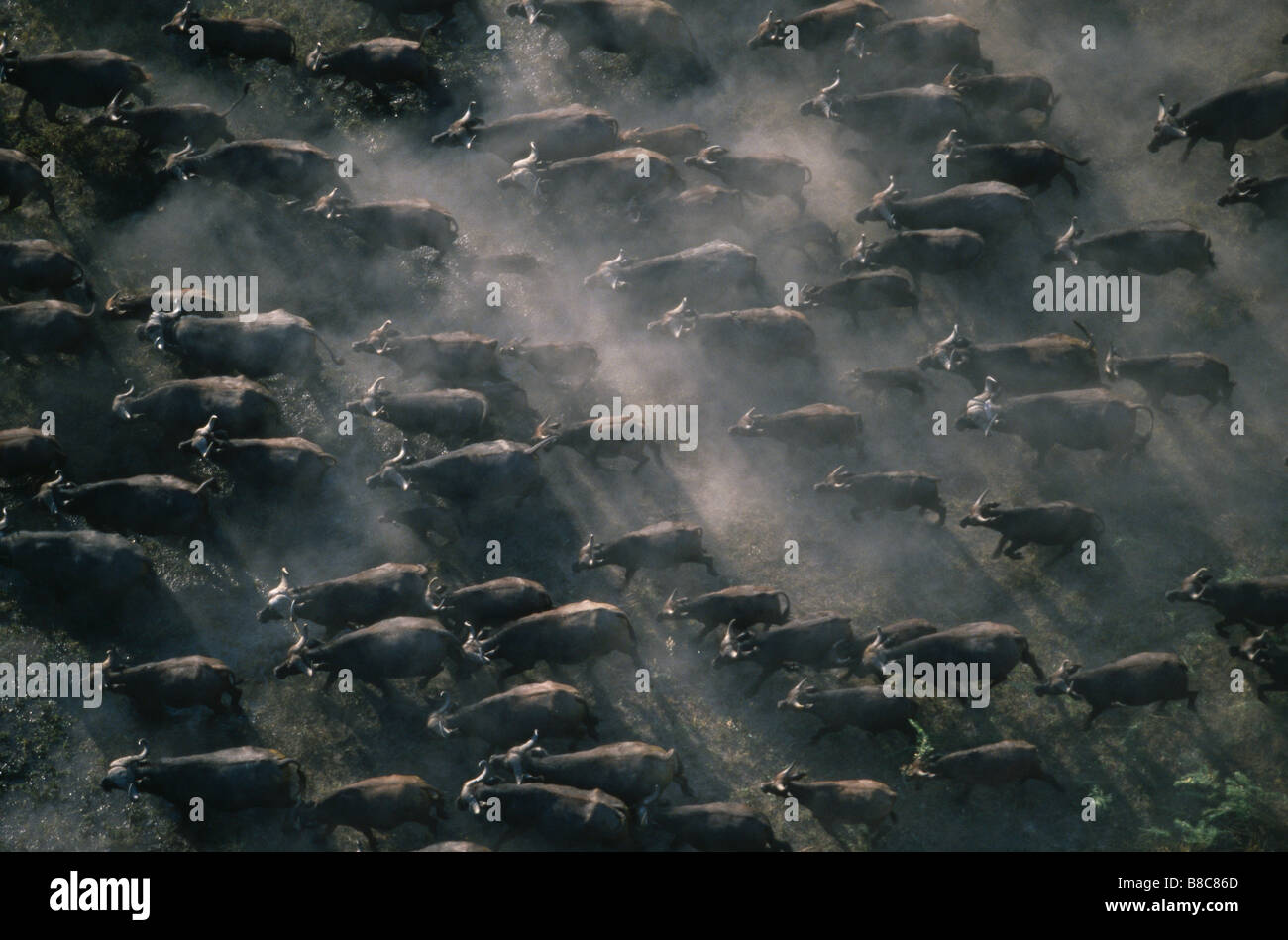 Animals Stampede African Cape