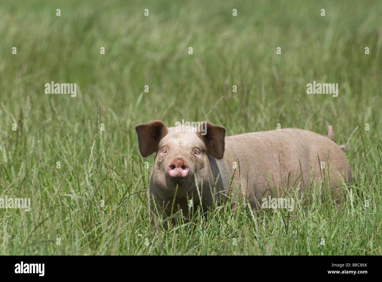 Organically Reared Pigs High Resolution Stock Photography and Images ...