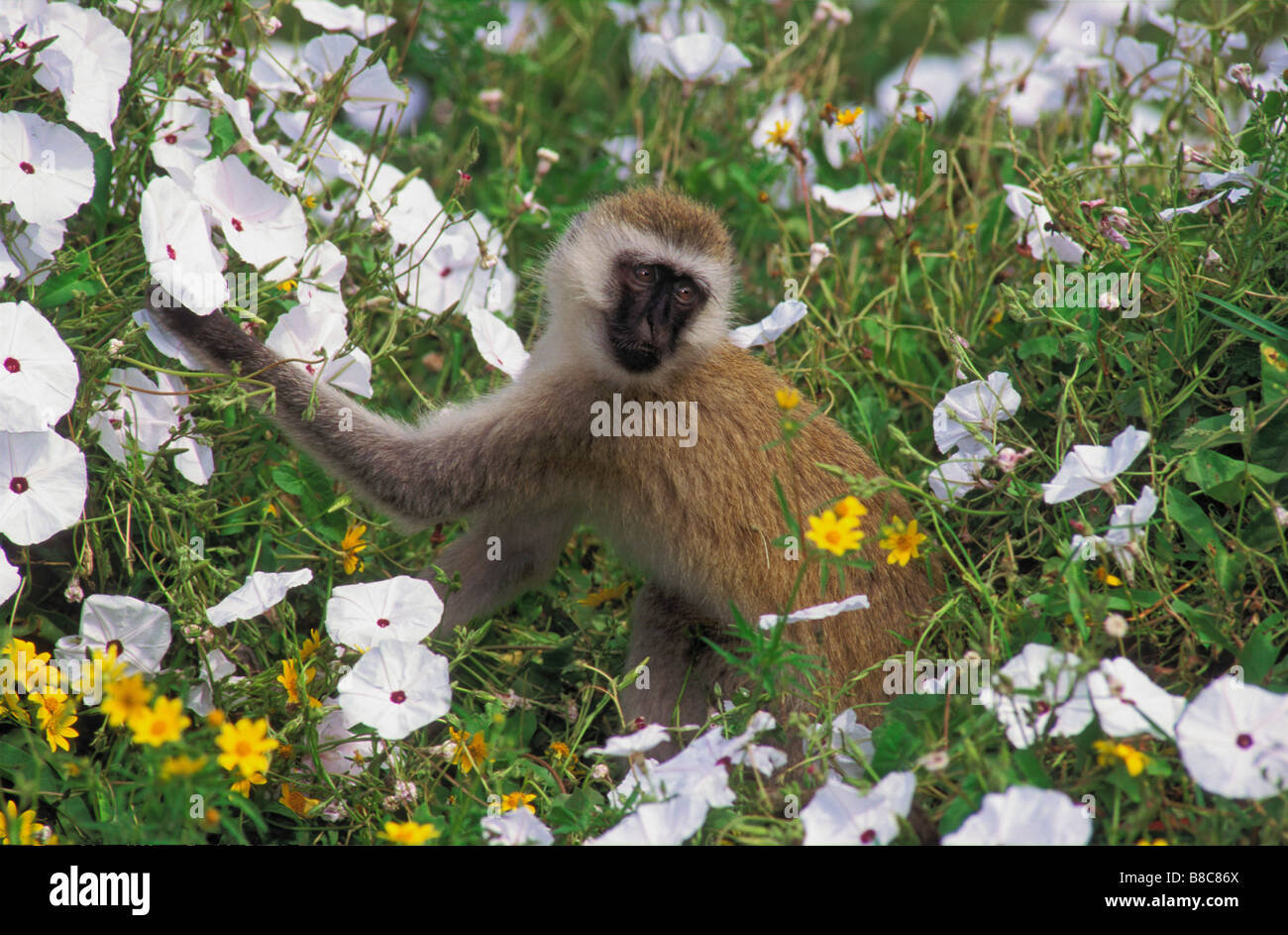 Vervet Monkey, Serengeti National Park, Tanzania, Africa Stock Photo ...