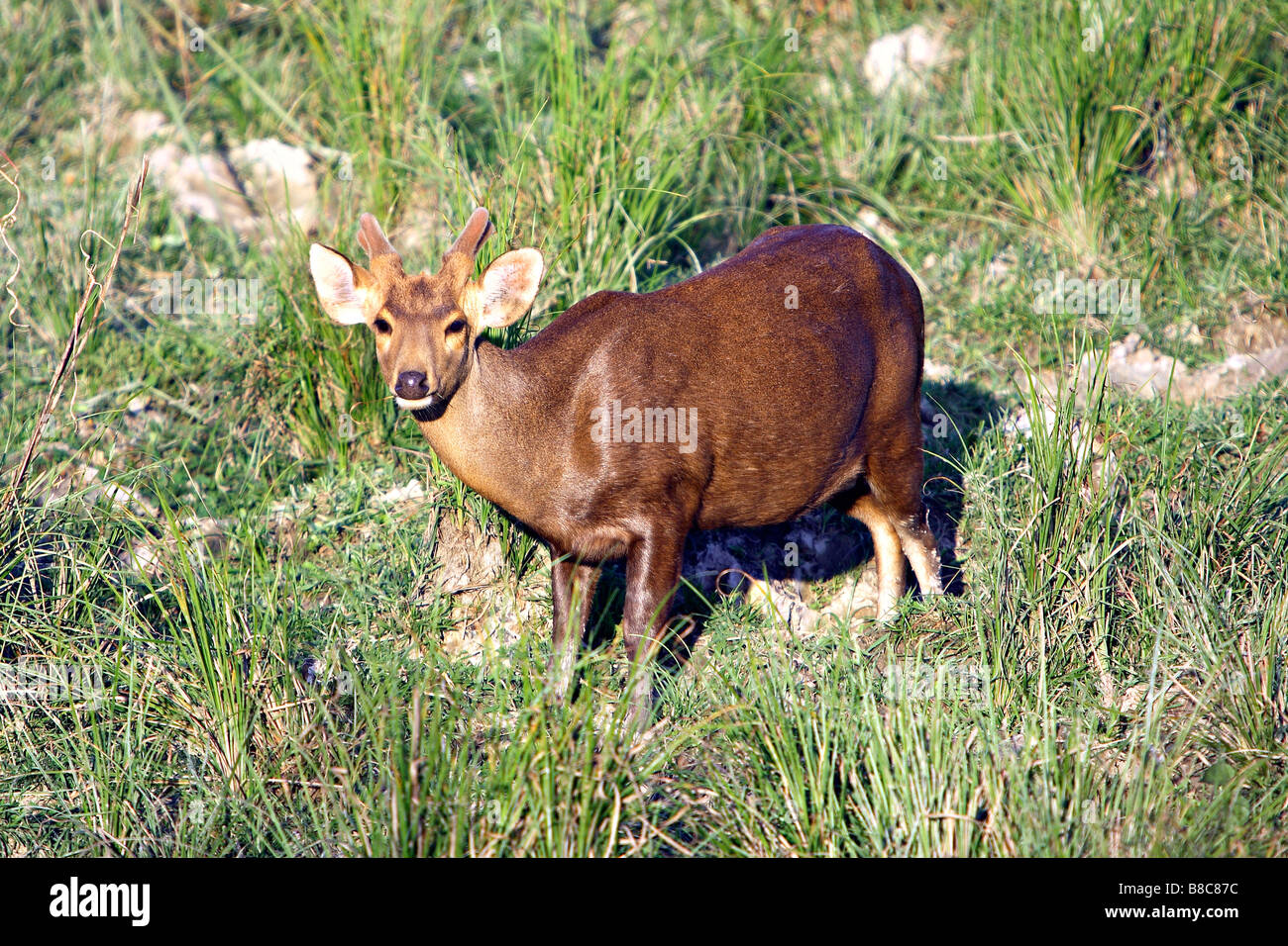 Hog Deer (Axis porcinus), at Kaziranga National Park, Assam, India ...