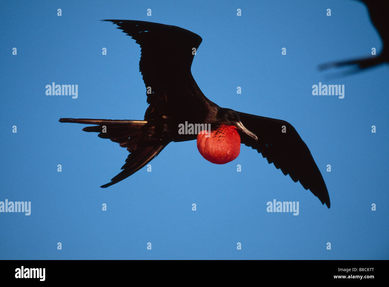 Frigatebird display hi-res stock photography and images - Alamy