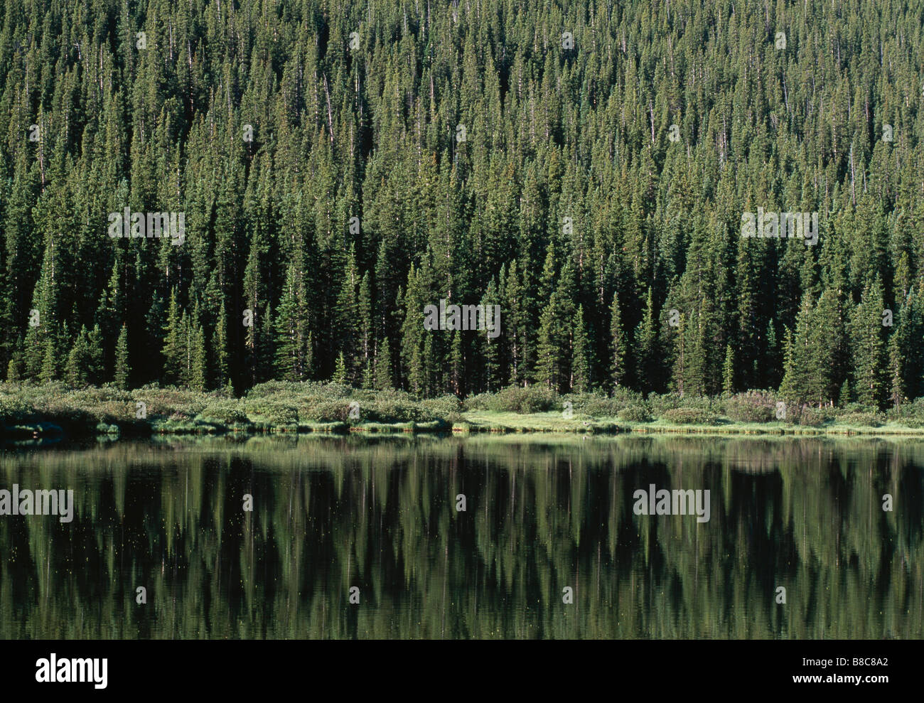 Engelmann spruce tree hi-res stock photography and images - Alamy