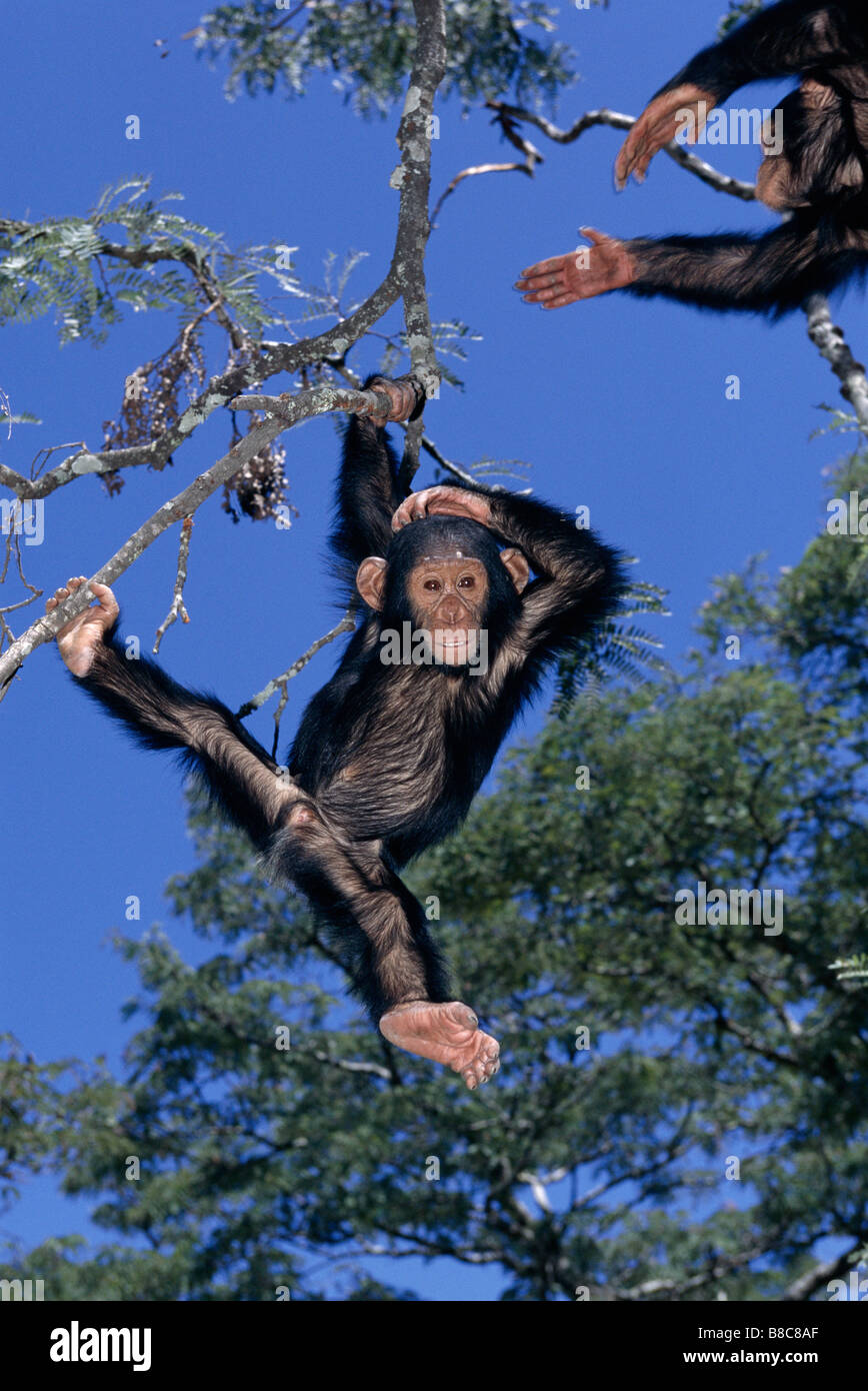 Baby chimpanzee playing hi-res stock photography and images - Alamy