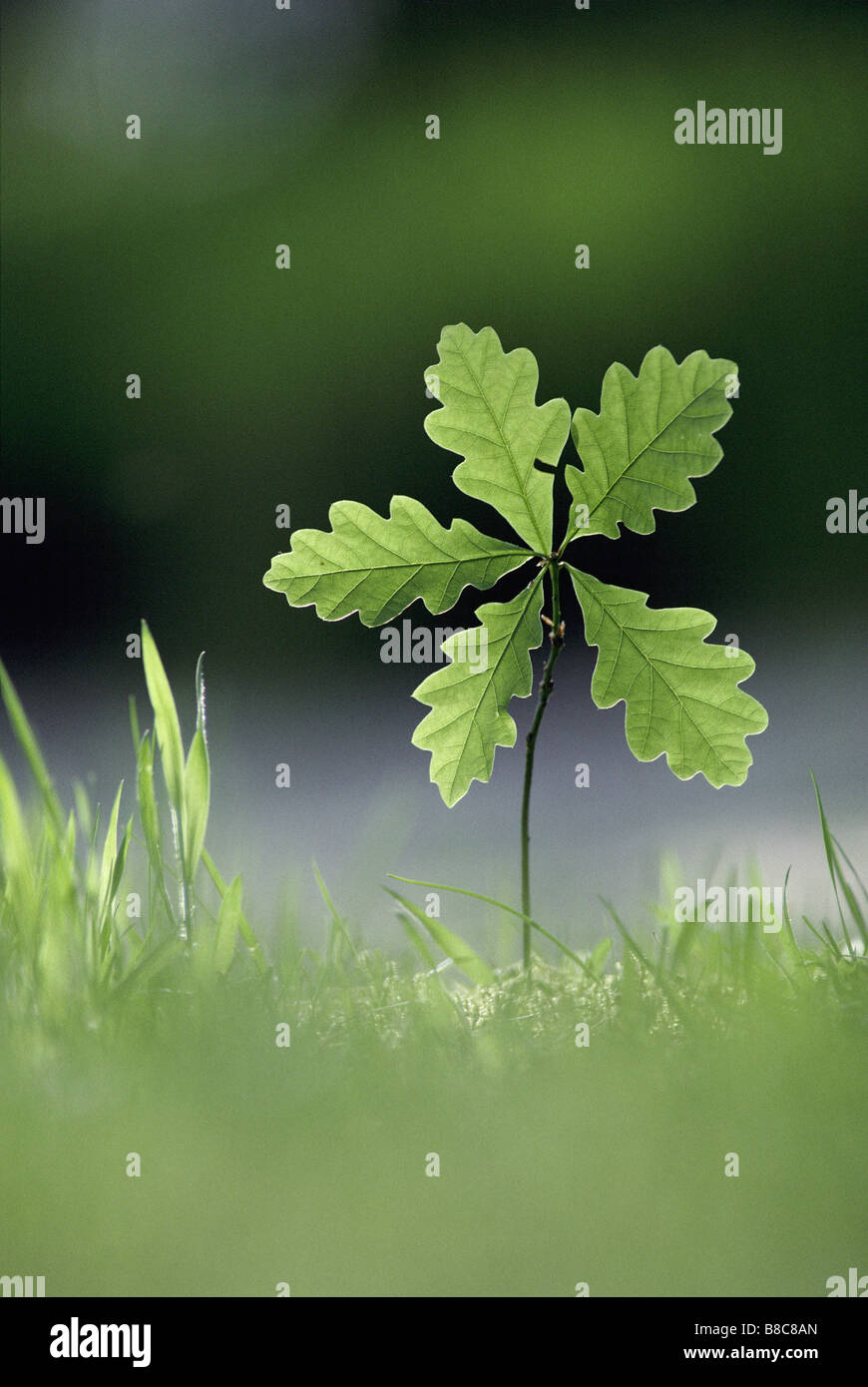 Oak tree seedling uk hi-res stock photography and images - Alamy