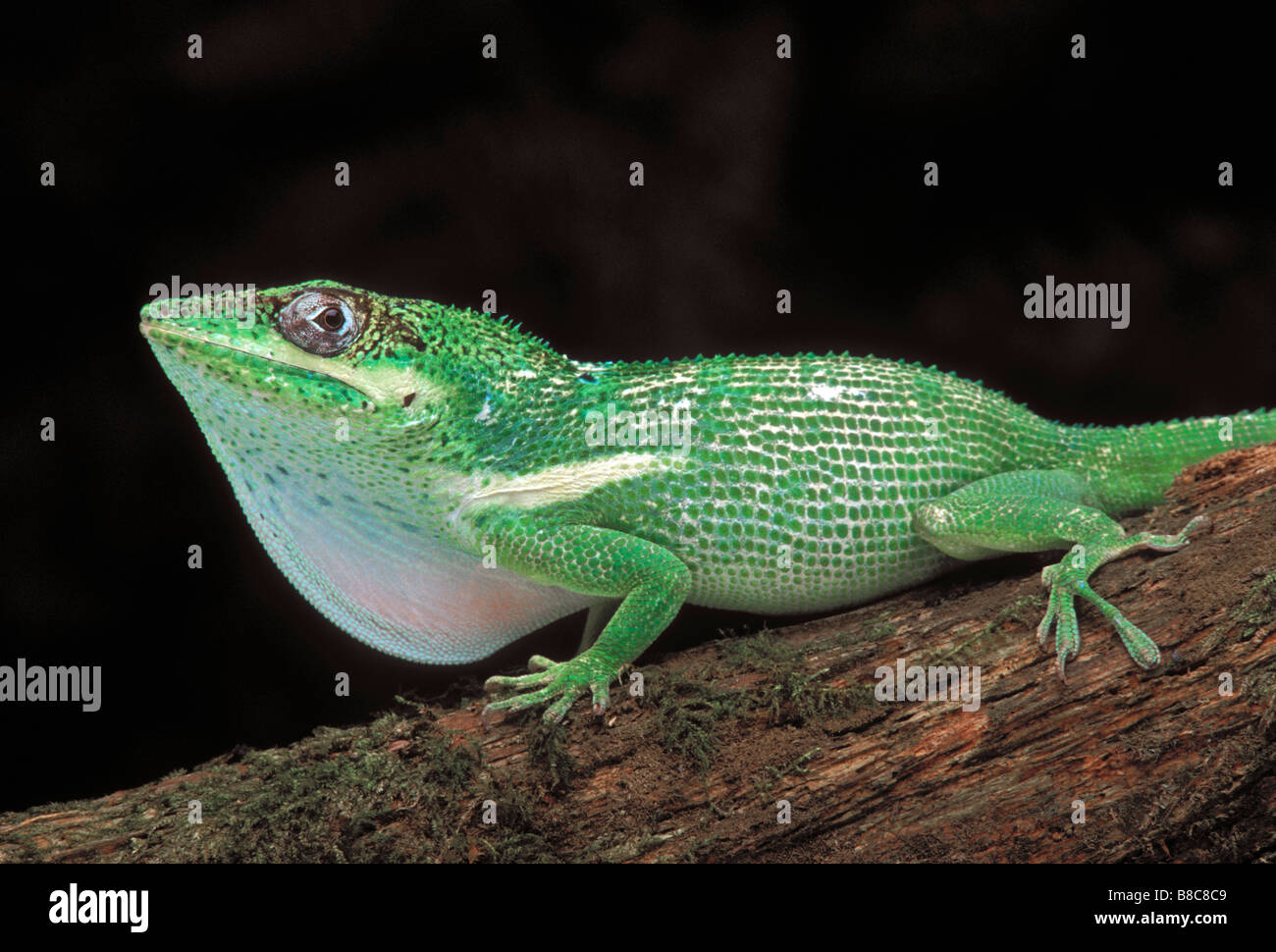 Cuban Knight Anole Full Grown