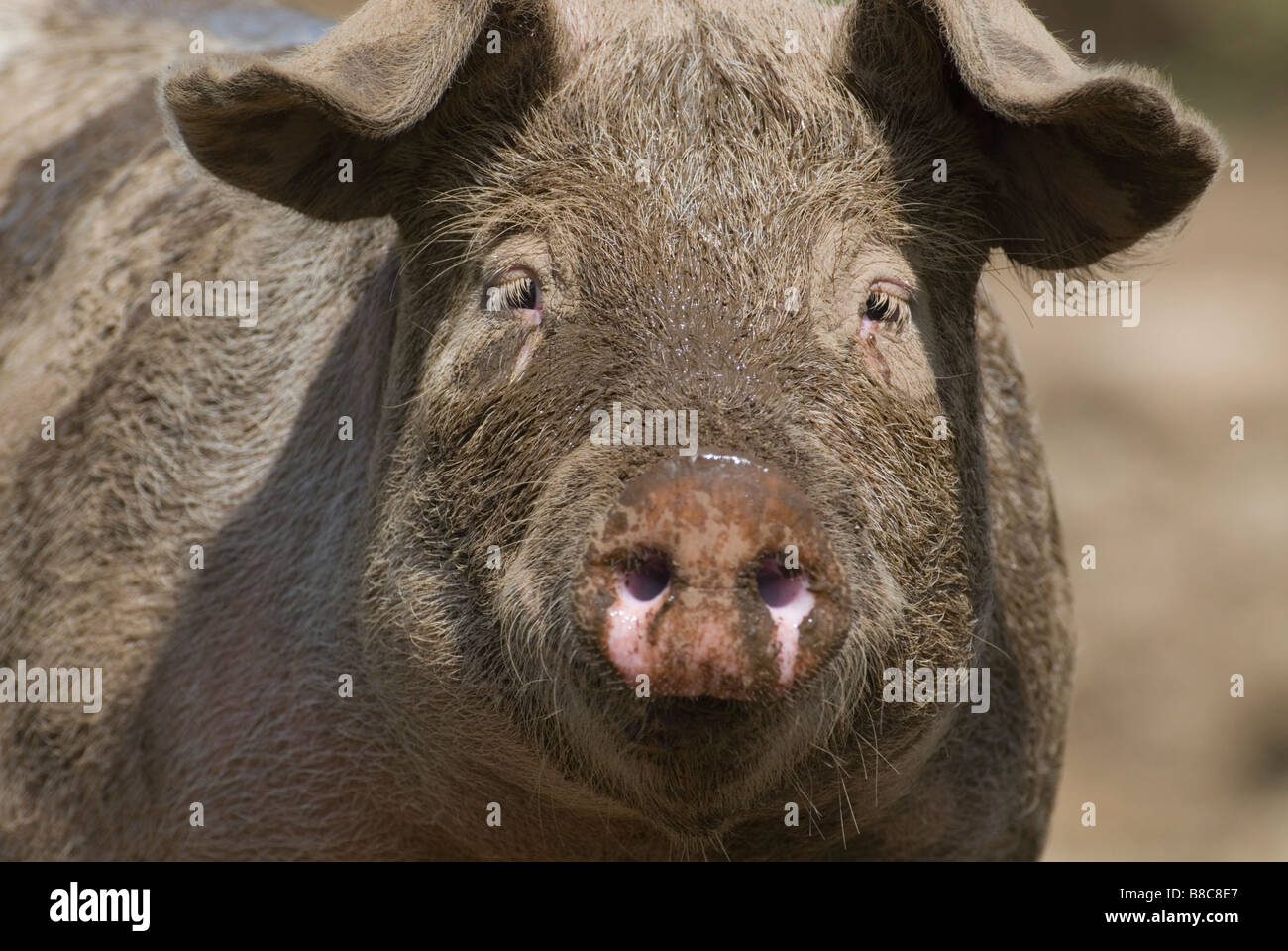 Organically reared pig Perthshire Scotland Stock Photo - Alamy