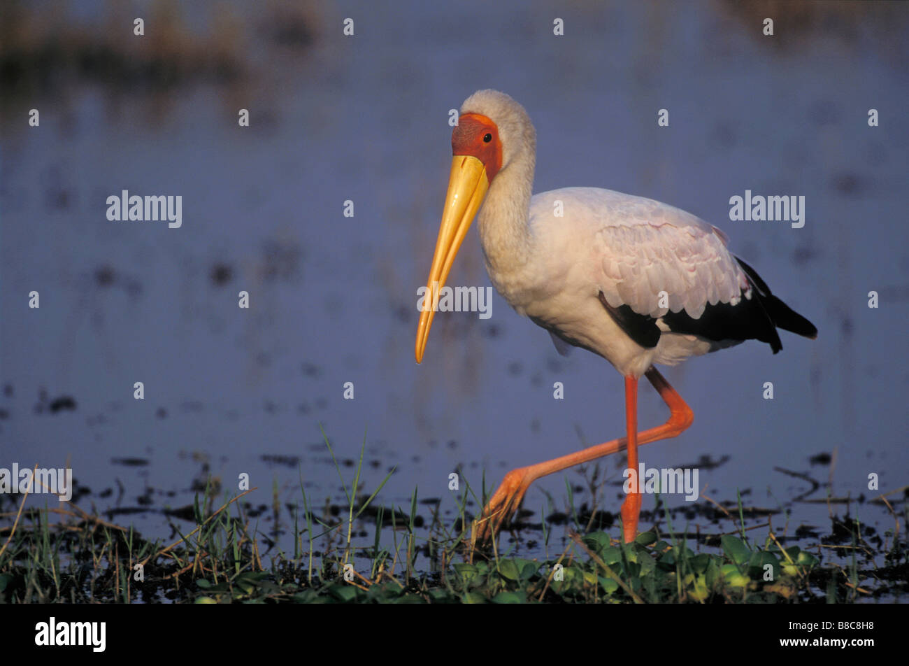 Yellow-Billed Stork, Matusadona National Park, Zimbabwe Stock Photo - Alamy