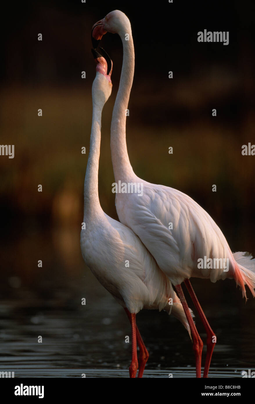 Flamingo interaction hi-res stock photography and images - Alamy