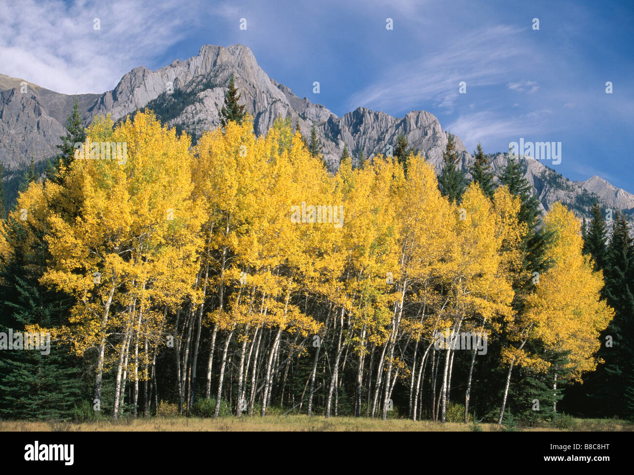 ASPENS in autumn Stock Photo - Alamy