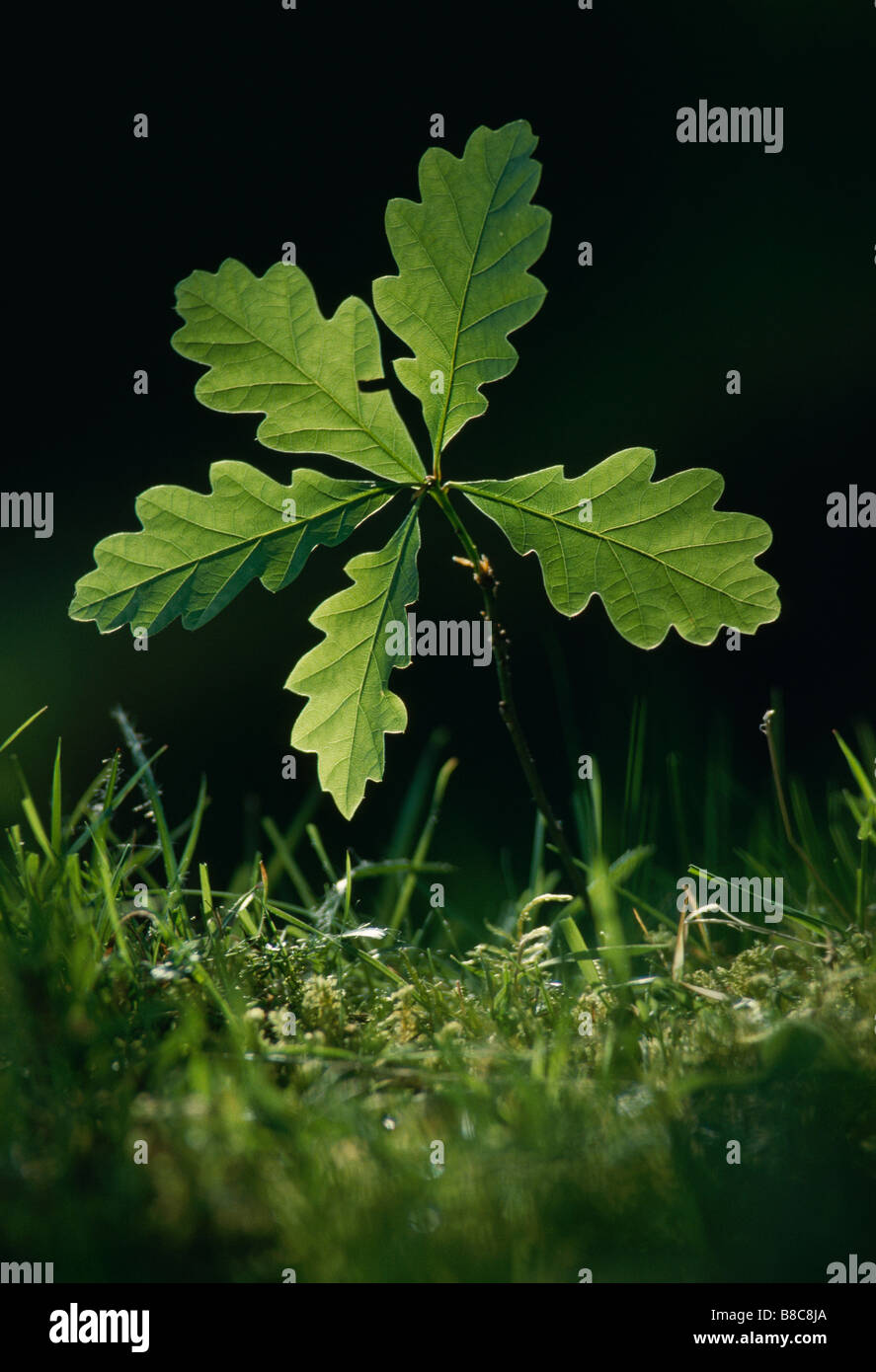 English oak quercus robur seedling hi-res stock photography and images ...