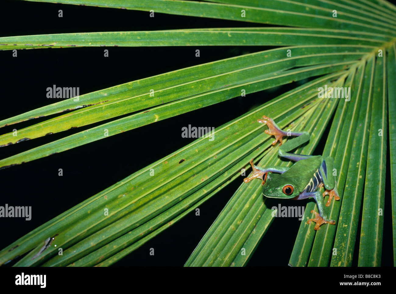 Palm treefrog hi-res stock photography and images - Alamy