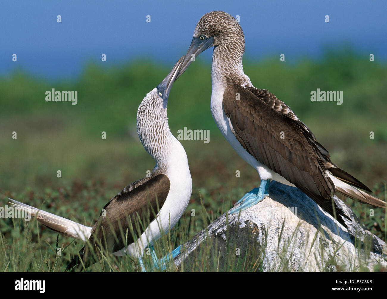Displays courtship hi-res stock photography and images - Alamy