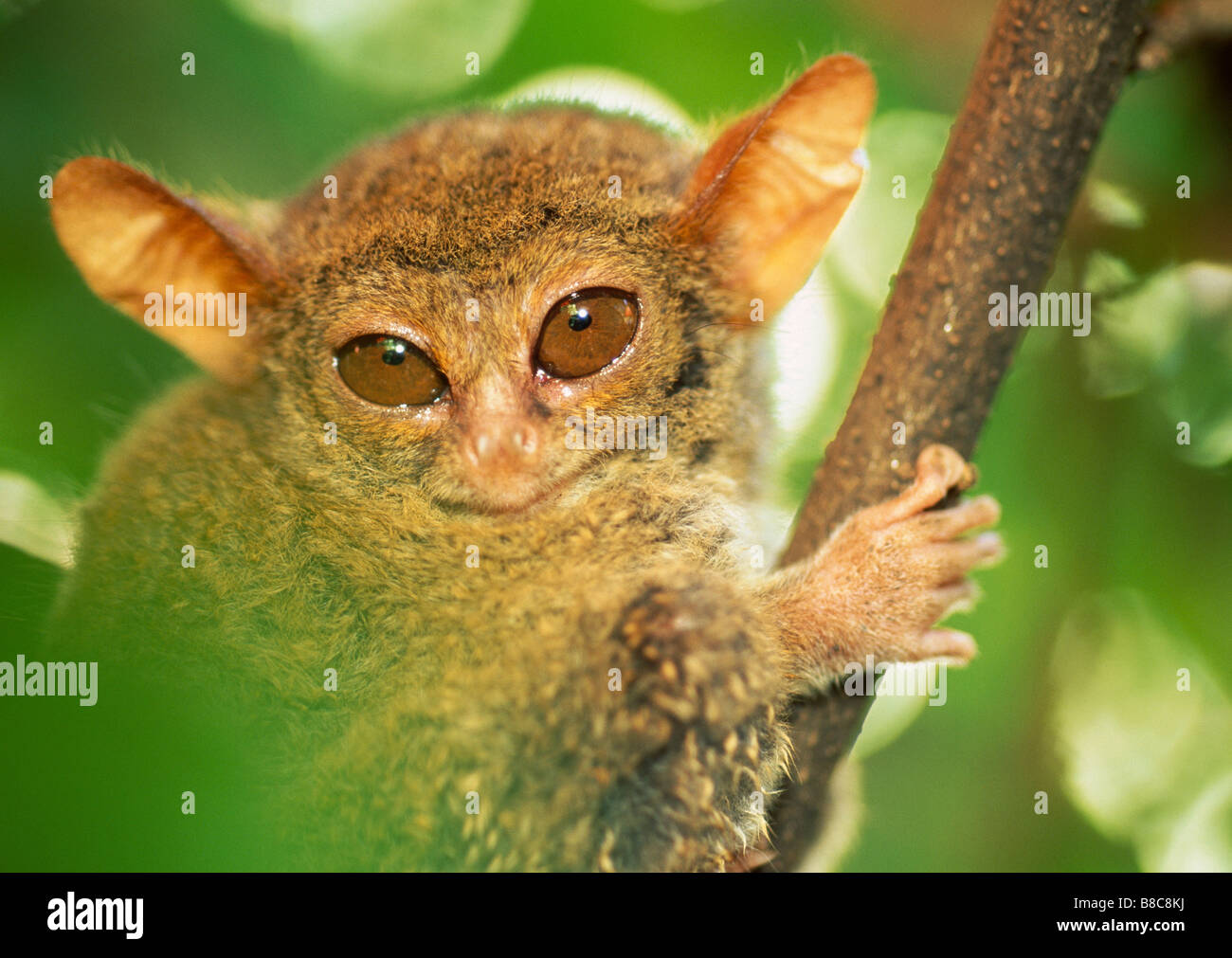 Spectral tarsiers hi-res stock photography and images - Alamy