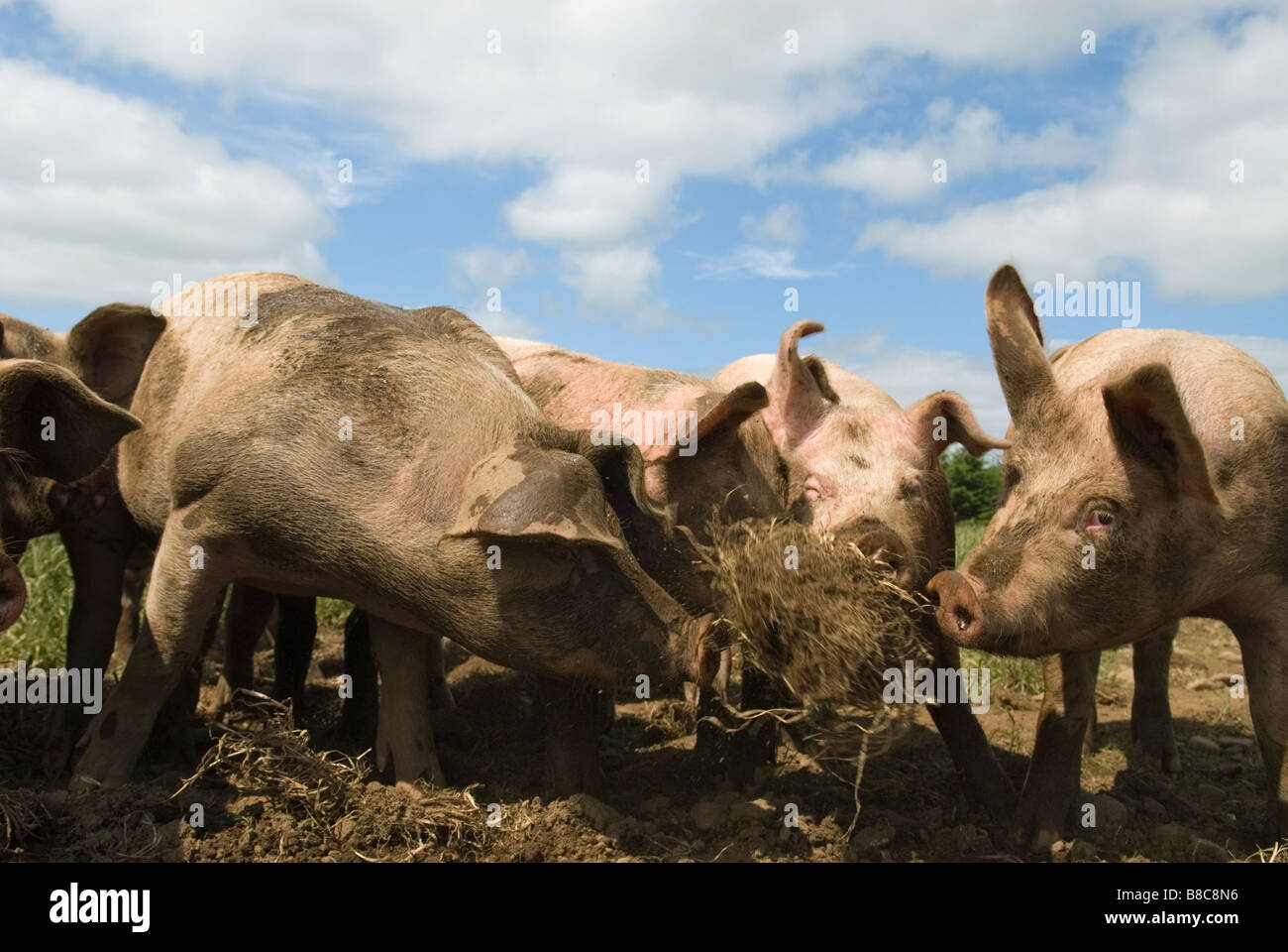 Organically reared pgs playing with rooted out grass tussock Perthshire ...