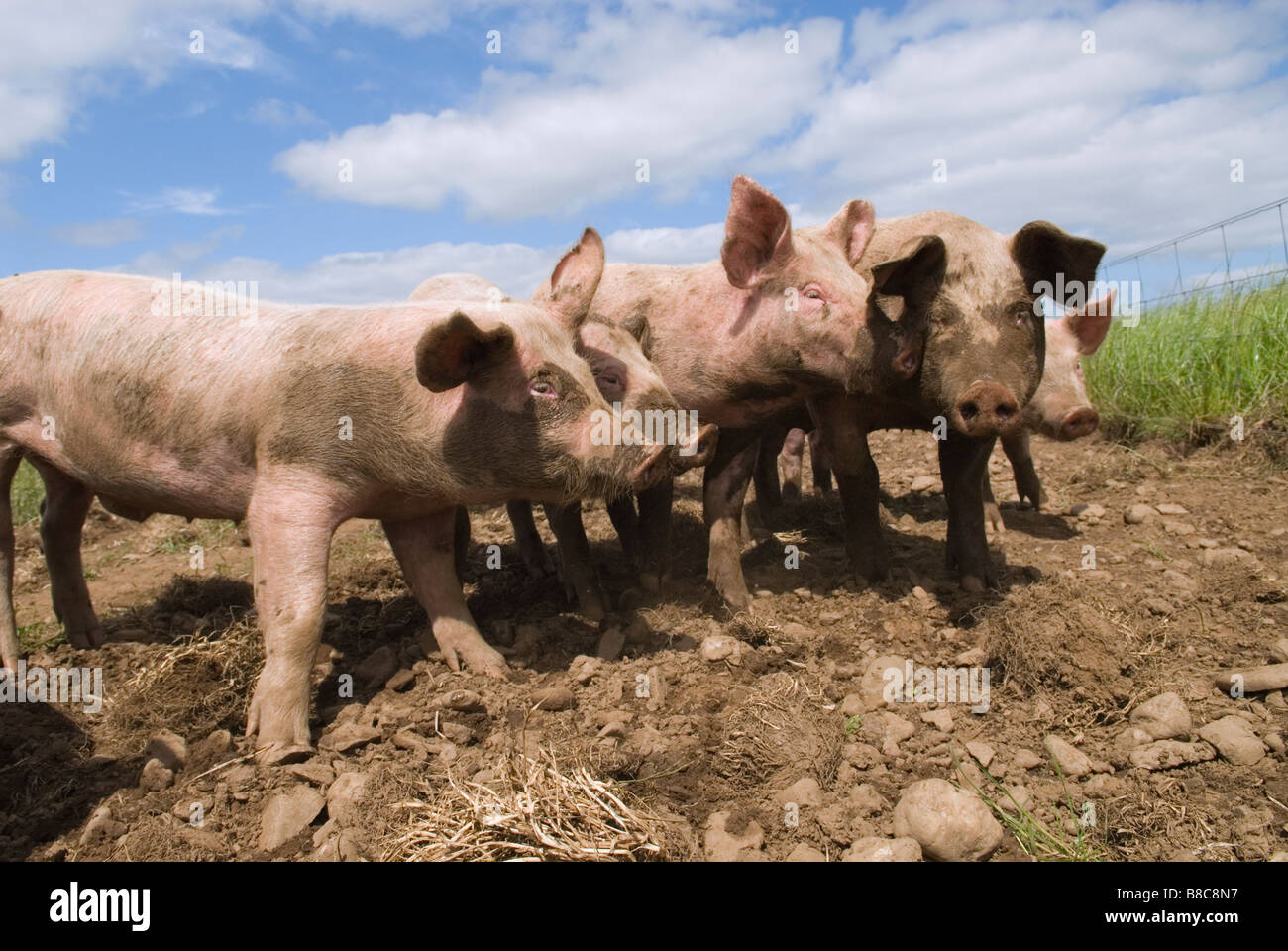 Organically Reared Pigs High Resolution Stock Photography and Images ...