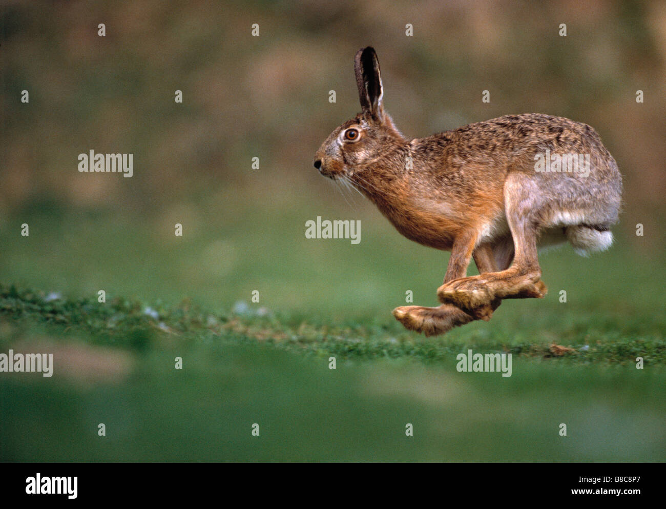BROWN HARE running Stock Photo - Alamy