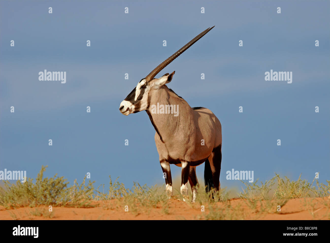 A gemsbok antelope (Oryx gazella) on a red sand dune, Kgalagadi ...